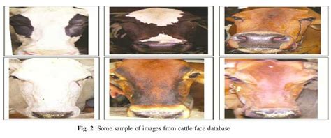 Face Recognition Of Cattle Can It Be Done