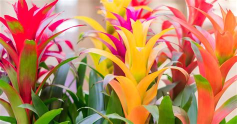 Growing Bromeliad Pups