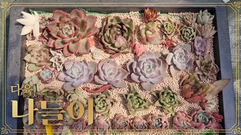 컷팅한아이 뿌리 내리기 어려우시면 이렇게 해 보세요 Youtube