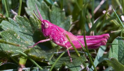 Captan Extraño Saltamontes Rosado En Un Jardín De Reino Unido Ciencia