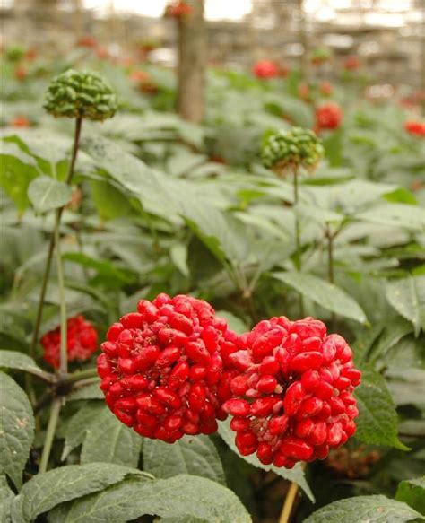 三七的花 三七花 大山谷图库