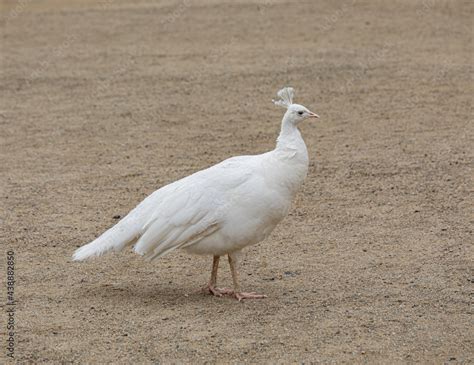 White Female Peacock