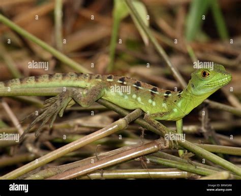 Basilic Vert Juvénile Basiliscus Plumifrons Alias Jésus Christ Lizard Dans Tortuguero Costa