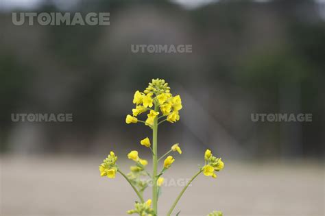 유토이미지 들판에 자라는 노란색 유채꽃