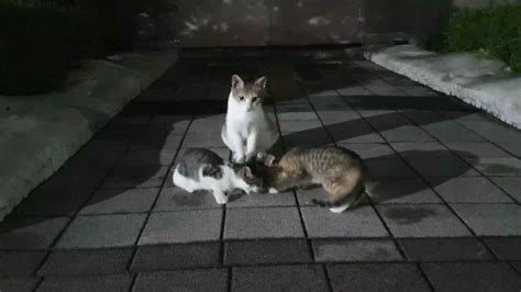 아깽이들과 육아에 지친 애기 Youtube