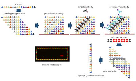 Peptide Microarray Powerful Epitope Mapping Tool For Vaccine Research