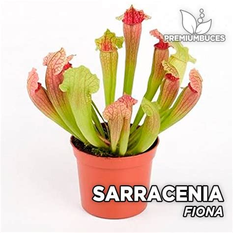 Sarracenia "Fiona" 🛒 - PremiumBuces