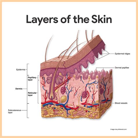 Integumentary System Anatomy And Physiology Skin Anatomy Anatomy And