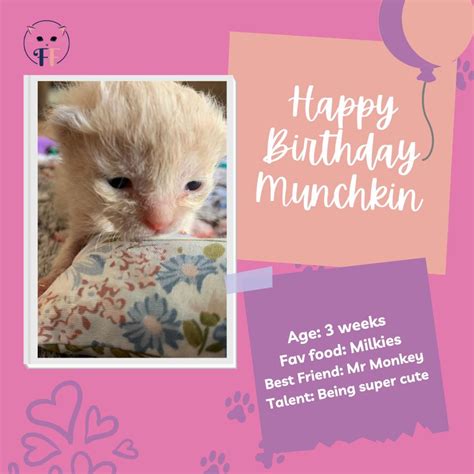 Happy Birthday Munchkin 🥳😻🎁 Floof Fighters Kitten Rescue