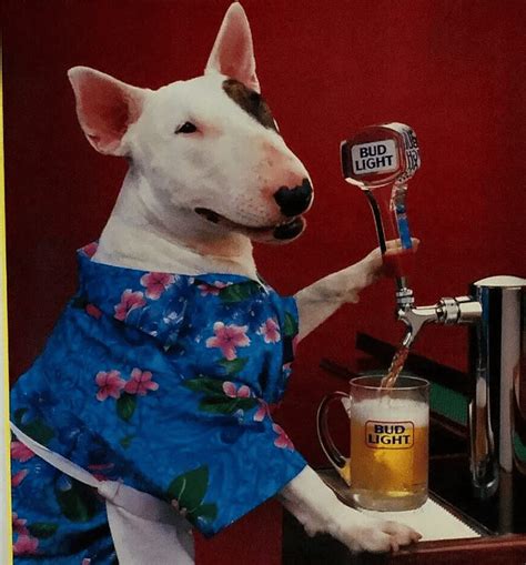 What Happened To Spuds Mackenzie Learn About This Bull Terriers