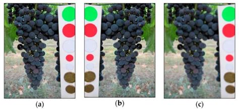 Examples Of Train Dataset Augmentation A Original Image B