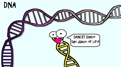 Dna Replication Animation