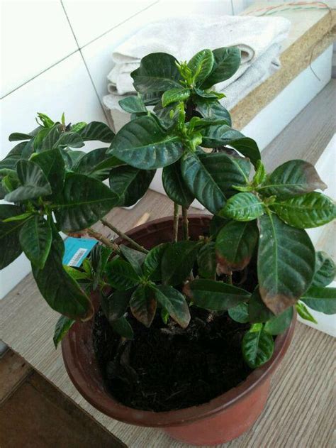 老花匠這3種盆栽要剪頭越剪越精神花朵多1倍 每日頭條