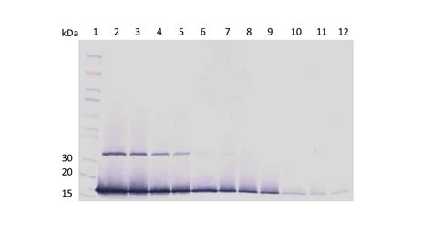 Recombinant Human Interferon Gamma Protein Active Ab9659 Abcam