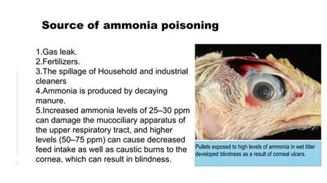 Urea And Ammonia Toxicitypptx Digestive Disorders Diseases And