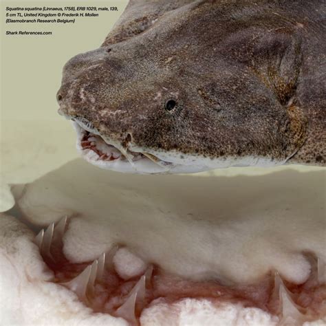Angel Shark Teeth What Can Shark Teeth Tell Us Natural History