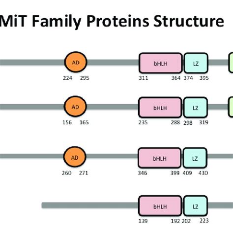 Tfeb Activation Schematic Tfeb Is Phosphorylated At Several Sites