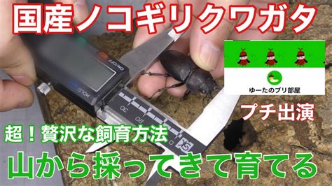 飼育方法山でノコギリクワガタを採ってきて産卵セットを組む卵を産ませる方法 How to breed stag beetles