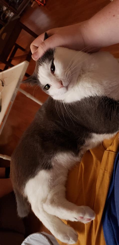 My Grandmas Heckin Chonker Chonkers