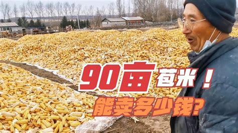 今年玉米价格创历史新高，1棒就能卖5毛钱，大爷种90亩苞米掏上了 Youtube