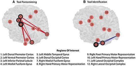 0 Stimulus Driven Betweenness Centrality During A Tool Pantomiming And Download Scientific