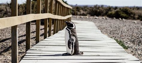 Metatrader 5 Tutorials Trading Heroes