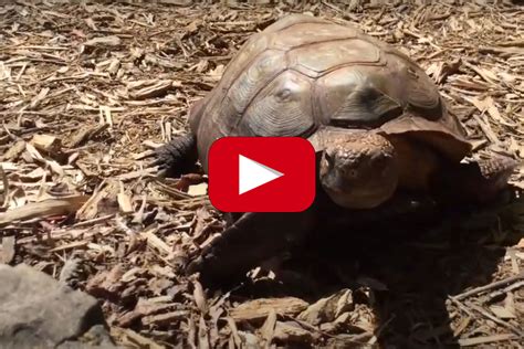 Keystone Species Gopher Tortoise Zoo Atlanta Keystone Species Gopher Tortoise Zoo Atlanta