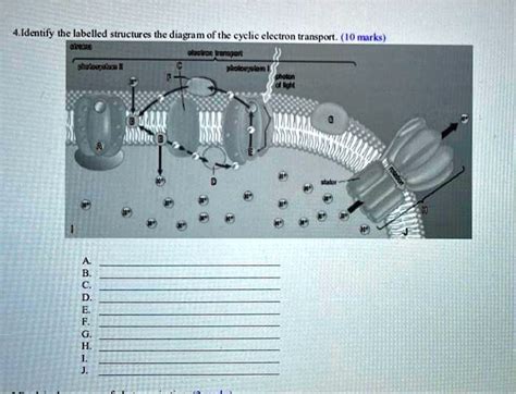 4 Identify The Labelled Structures The Diagram Of The Cyclic Electron