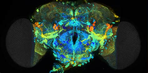 P{vt006556 Gal4} Expression Pattern [vfbexp Fbtp0102824] Virtual Fly Brain