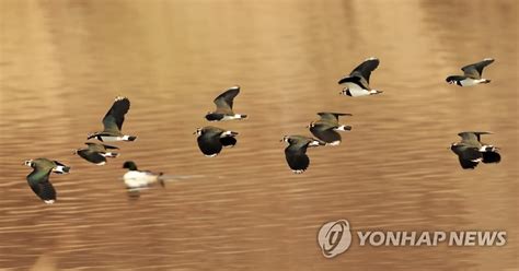 댕기머리물떼새의 우아한 비행