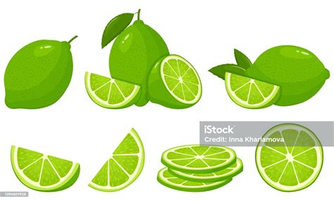 신선한 전체 절반 흰색 배경에 고립 된 슬라이스 라임 과일의 집합 건강한 라이프 스타일을위한 여름 과일 유기농 과일 만화 스타일입니다 모든 디자인에 대한 벡터 그림입니다