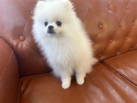 포메라니안 쿤이 폼스키크기 폼치크기 폼피츠크기 푸숑크기 노르웨이숲크기 데본렉스크기 뱅갈크기 샴크기 셀커크렉스크기 스핑크스크기 아메리칸숏헤어크기 아메리칸컬크기 아비시니안크기