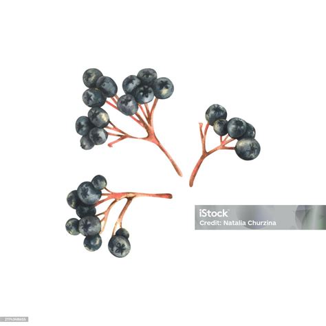 검은 초크 베리 열매 가지 Sorbaronia Fallax 세 묶음 가을과 수확을 주제로 한 손으로 그린 수채화 그림 배경에서 격리된 개체 집합 3가지 개체에 대한 스톡