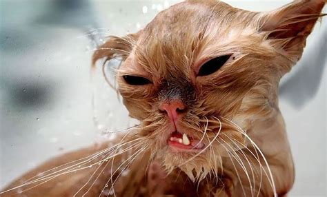 Pin On Cats