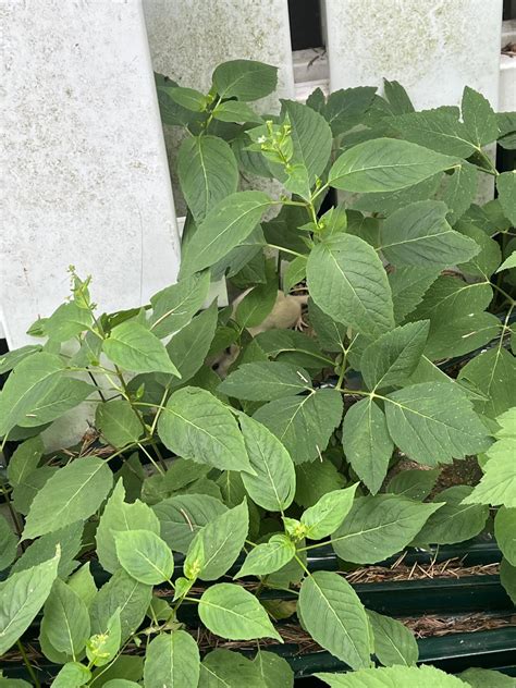 Semi Feral Cat In Moscow With A Mutation R Reallifeshinies