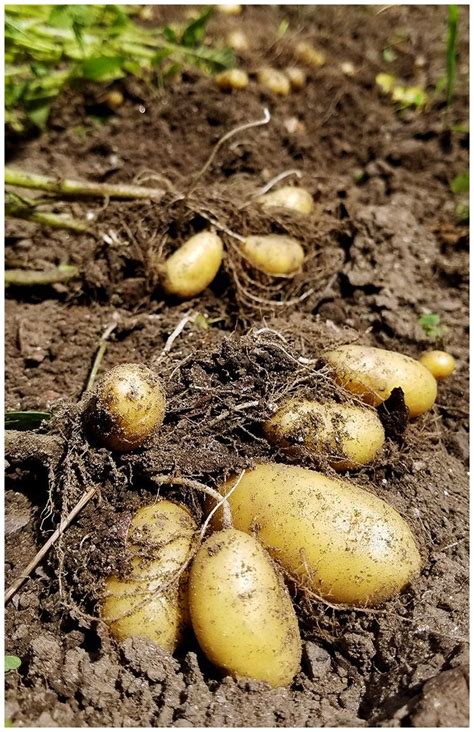 감자심는시기 방법 씨감자 심기 봄감자 재배 키우기 수확시기 네이버 블로그 감자심는시기 방법 씨감자 심기 봄감자 재배 키우기 수확시기 네이버 블로그