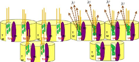 A Diagrammatic Representation Of Wild Type And Genetically Truncated