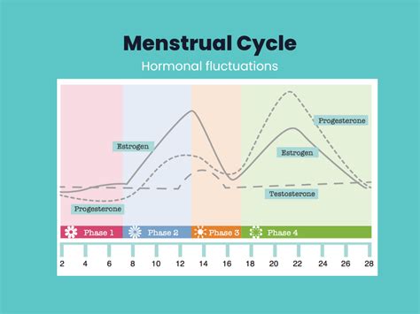 Emotional Hormonal Cycle Chart