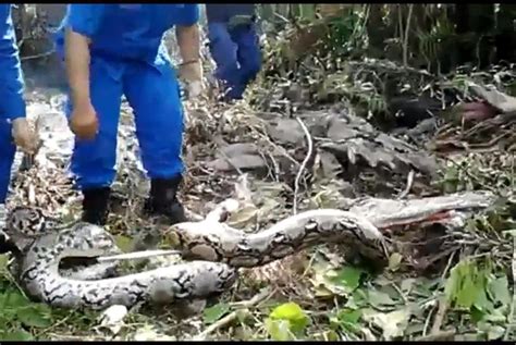Watch Enormous Mother Python Caught In Malaysia