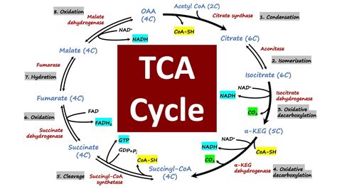 Tca Cycle Crebs Cycle Citric Acid Cycle Biochemistry Basics Youtube