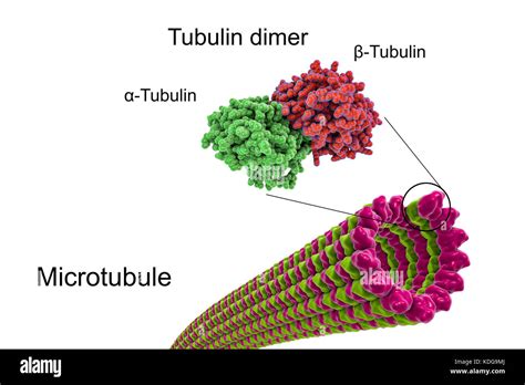 Structure Of A Microtubule 3d Computer Illustration Microtubules