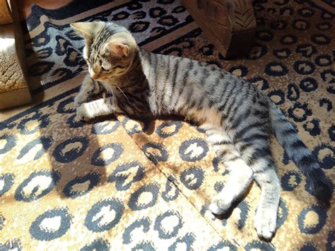 Soaking Up The Sun Scrolller