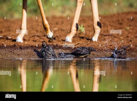 Three Red Billed Oxpecker Juvenile Bathing In Waterhole In Kruger