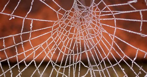 Sex Crazed Spiders Are Invading Your Home But These Simple DIY Tricks Will Keep Them Out