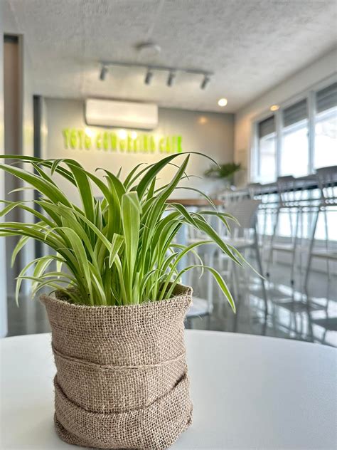🌾 Freshly Baked Wheat Bread For Only Yoyo Coworking Cafe