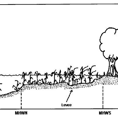 Schematic Figure In Profile Of The Sampling Area Mhwn Mean High Water