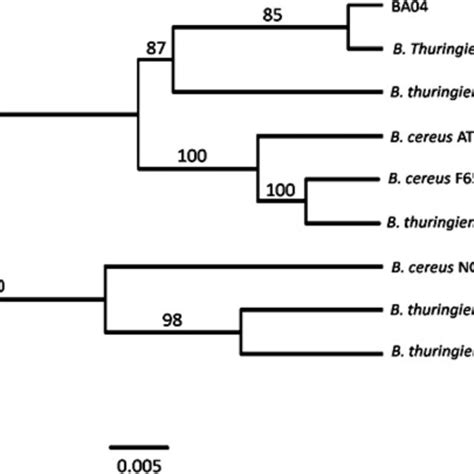 Phylogenetic Tree Obtained Using The Genome To Genome Distance