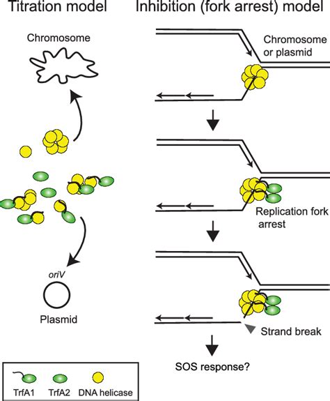 Two Models For The Possible Cause Of Plasmid Interference Cost Download Scientific Diagram
