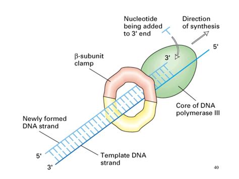 Dna Replication In Eukaryotes And Prokaryotes