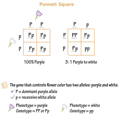 Best 12 Genetics Punnett Squares Gregor Mendel Teacher Resource